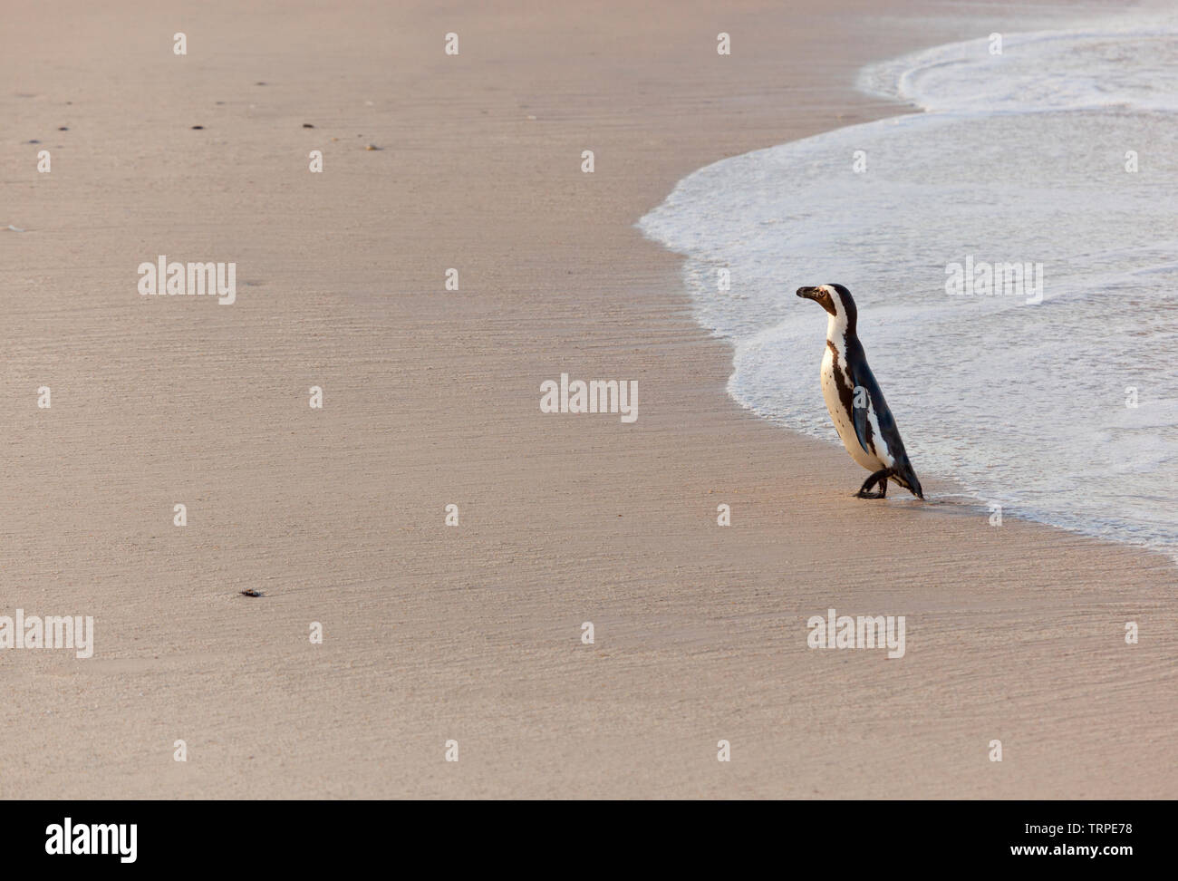 AFRICAN PENGUIN-PINGÜINO DEL CABO (Spheniscus demersus), Boulders Beach ...
