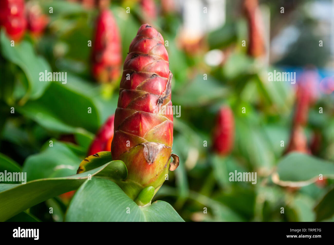 Flower bud Costus Stock Photo - Alamy