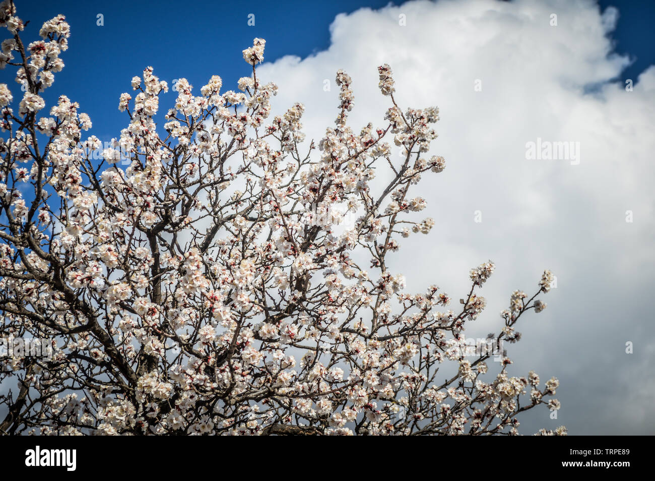 Fairy Chimneys in Goreme Stock Photo - Alamy