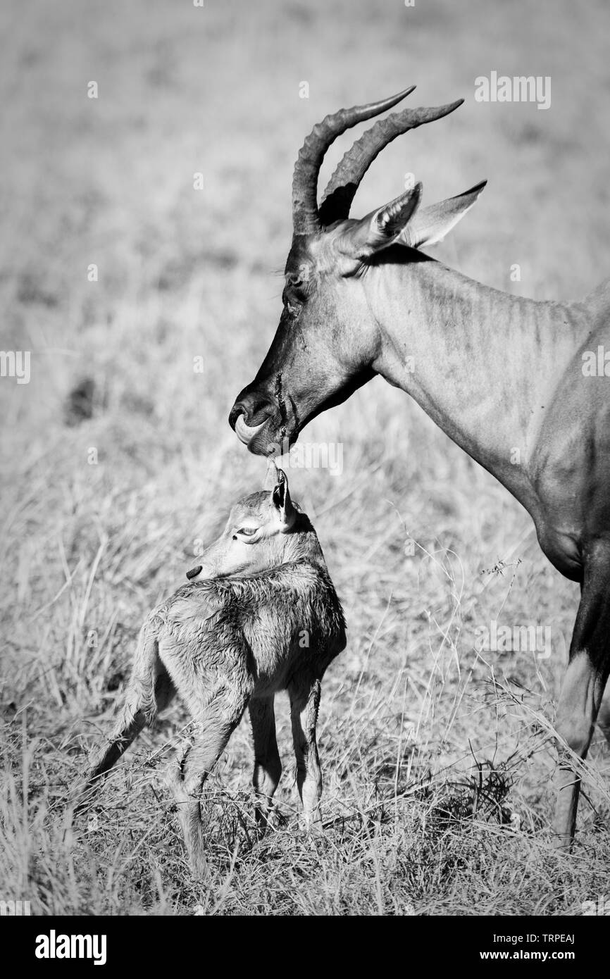 Topi antelope Black and White Stock Photos & Images - Alamy