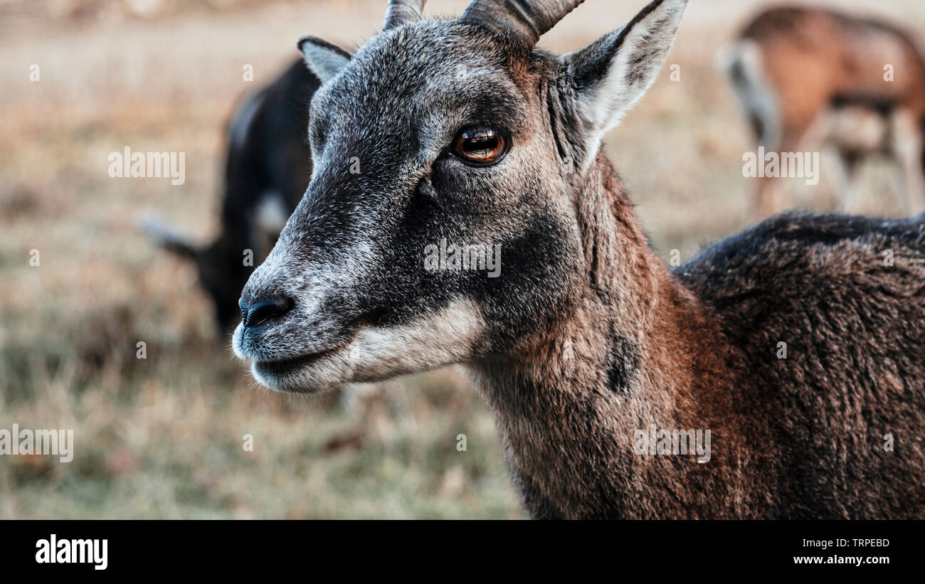 Black mouflon hi-res stock photography and images - Alamy
