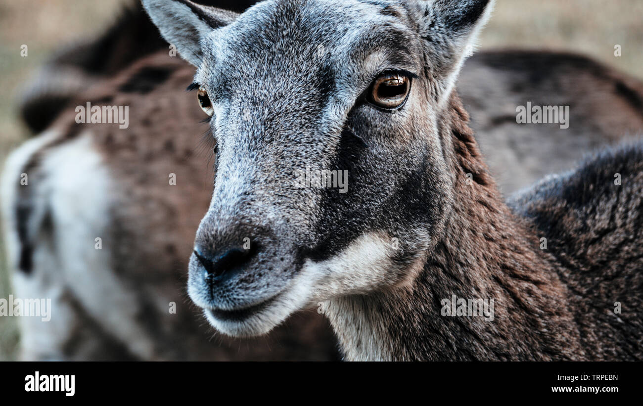 Mufflon hi-res stock photography and images - Alamy