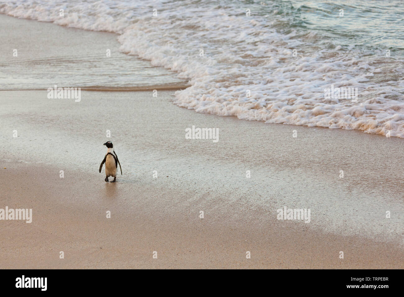AFRICAN PENGUIN-PINGÜINO DEL CABO (Spheniscus demersus), Boulders Beach ...