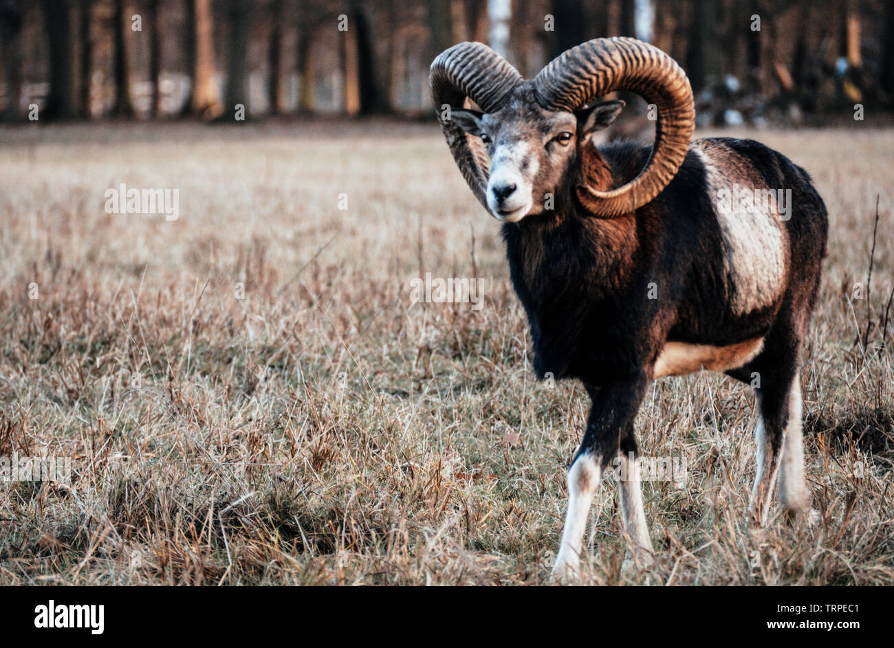 Mufflon hi-res stock photography and images - Alamy