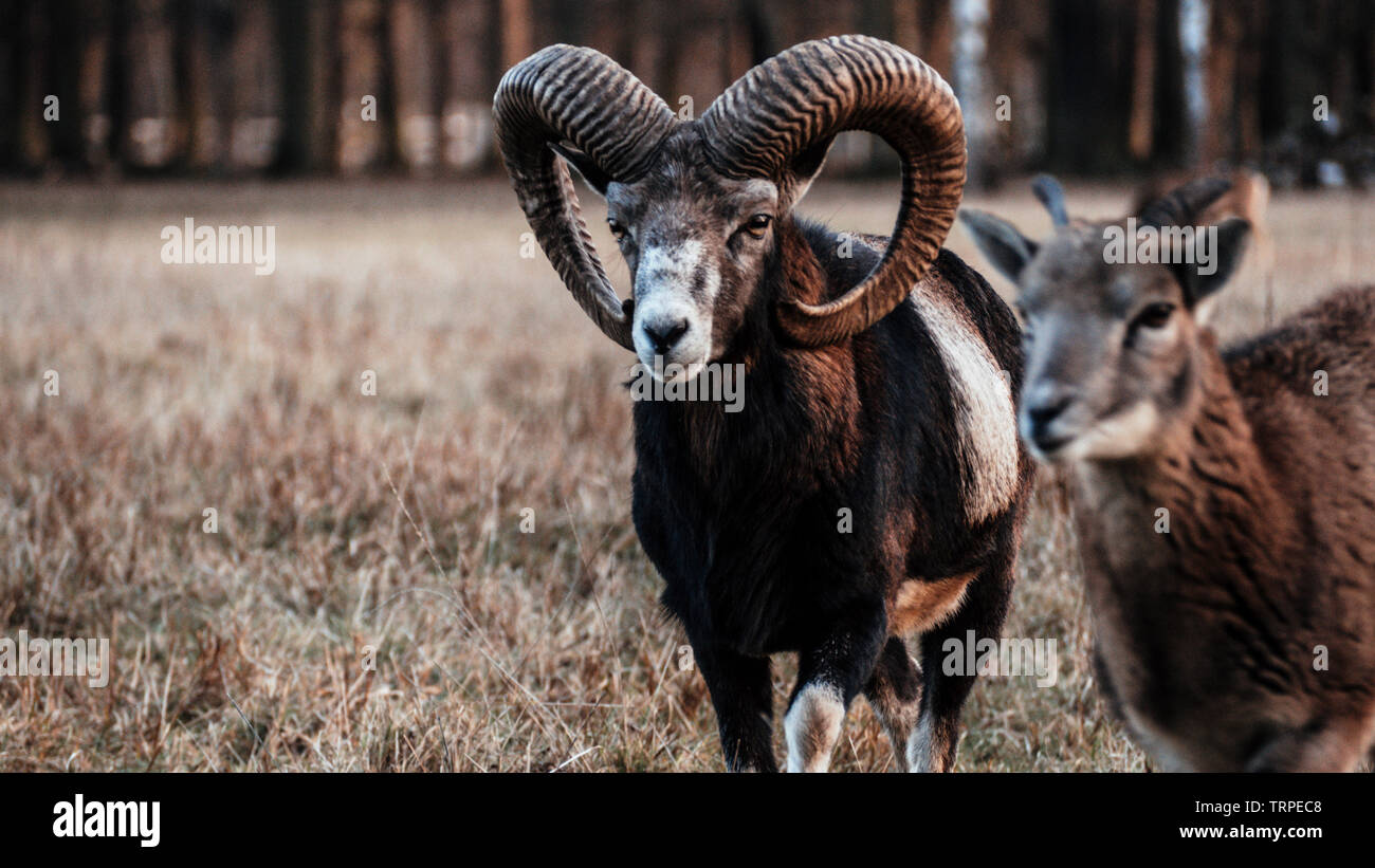 Mufflon hi-res stock photography and images - Alamy