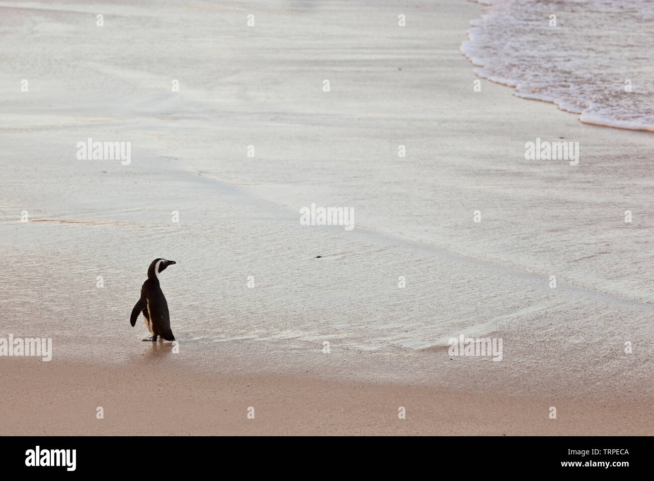 AFRICAN PENGUIN-PINGÜINO DEL CABO (Spheniscus demersus), Boulders Beach ...