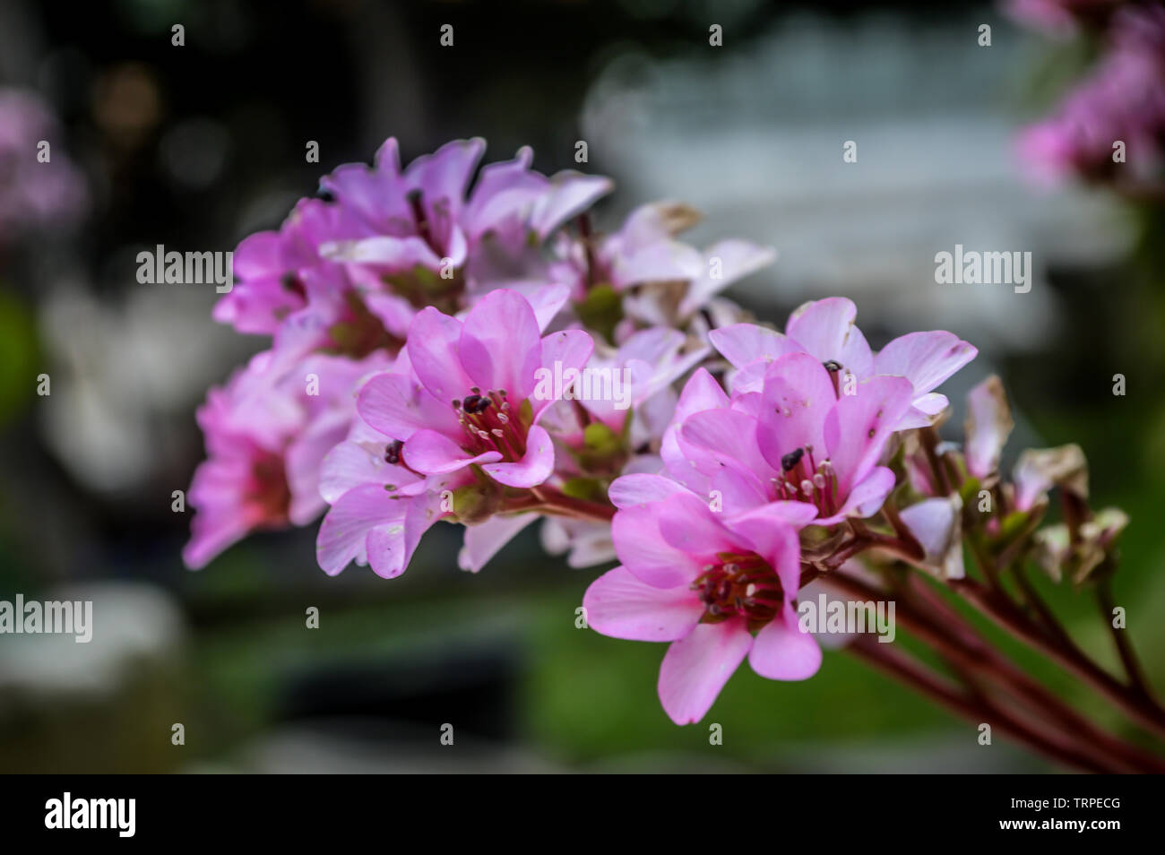 pink blossom flower Stock Photo - Alamy