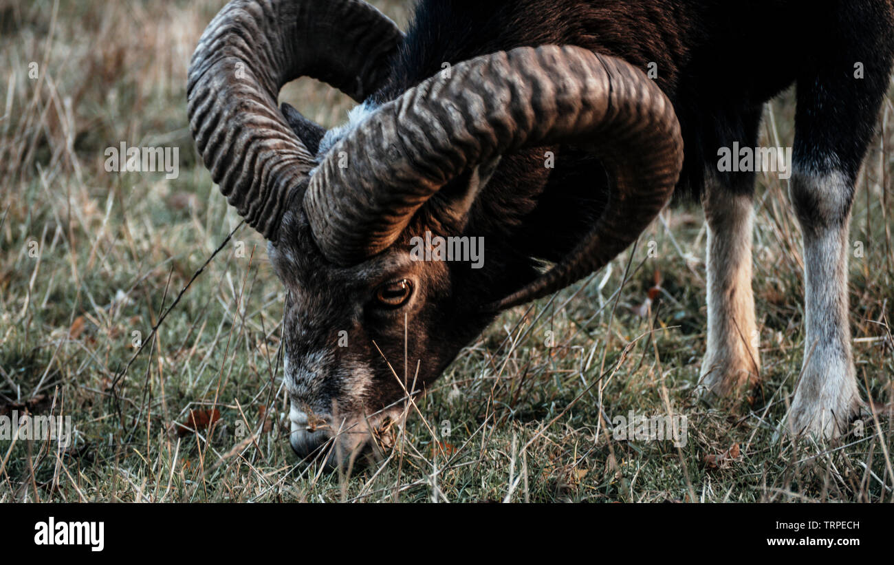 Mufflon hi-res stock photography and images - Alamy