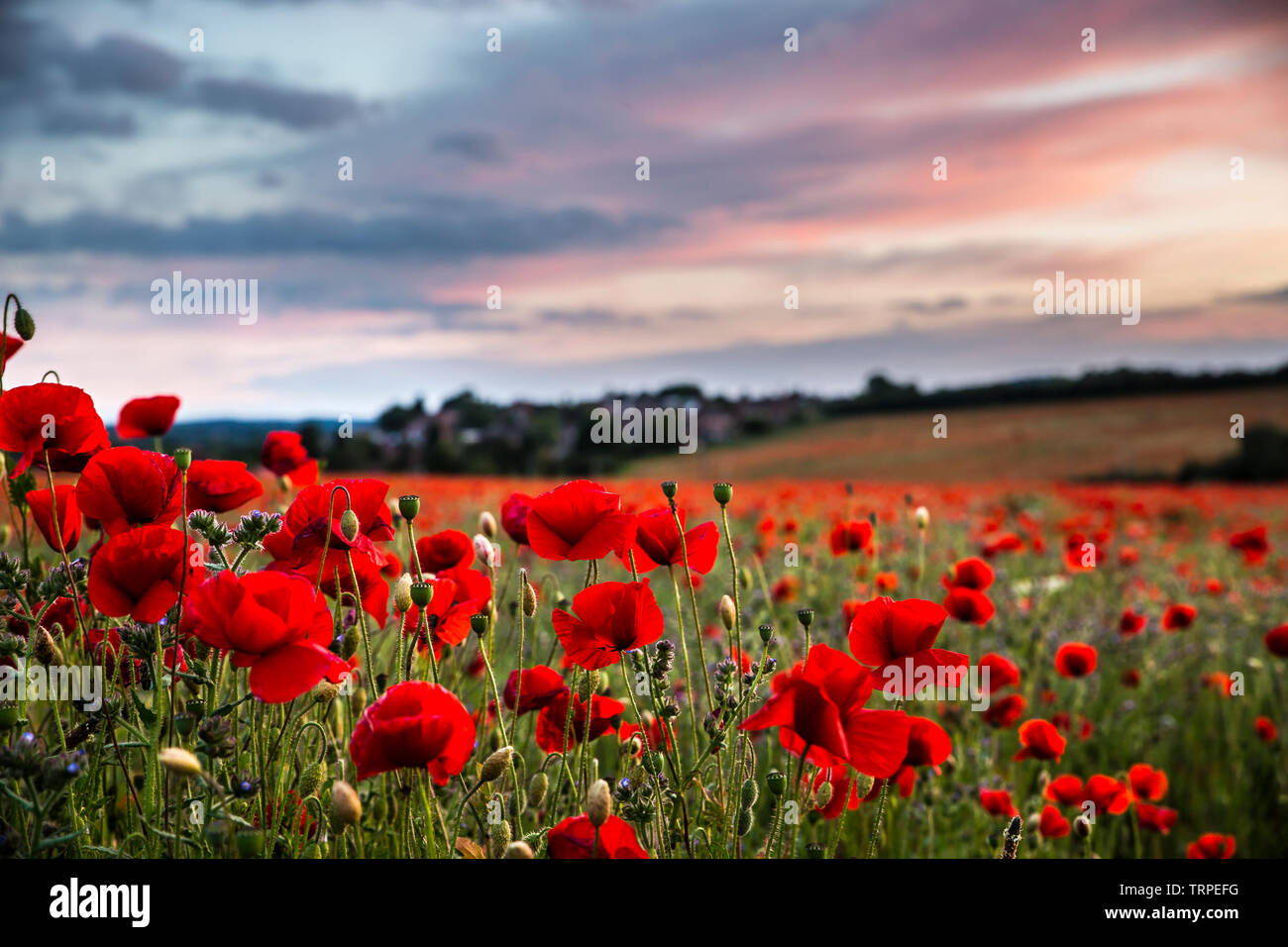 Flanders Fields High Resolution Stock Photography and Images - Alamy