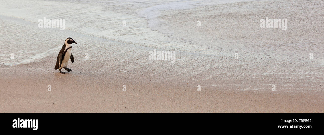 AFRICAN PENGUIN-PINGÜINO DEL CABO (Spheniscus demersus), Boulders Beach ...