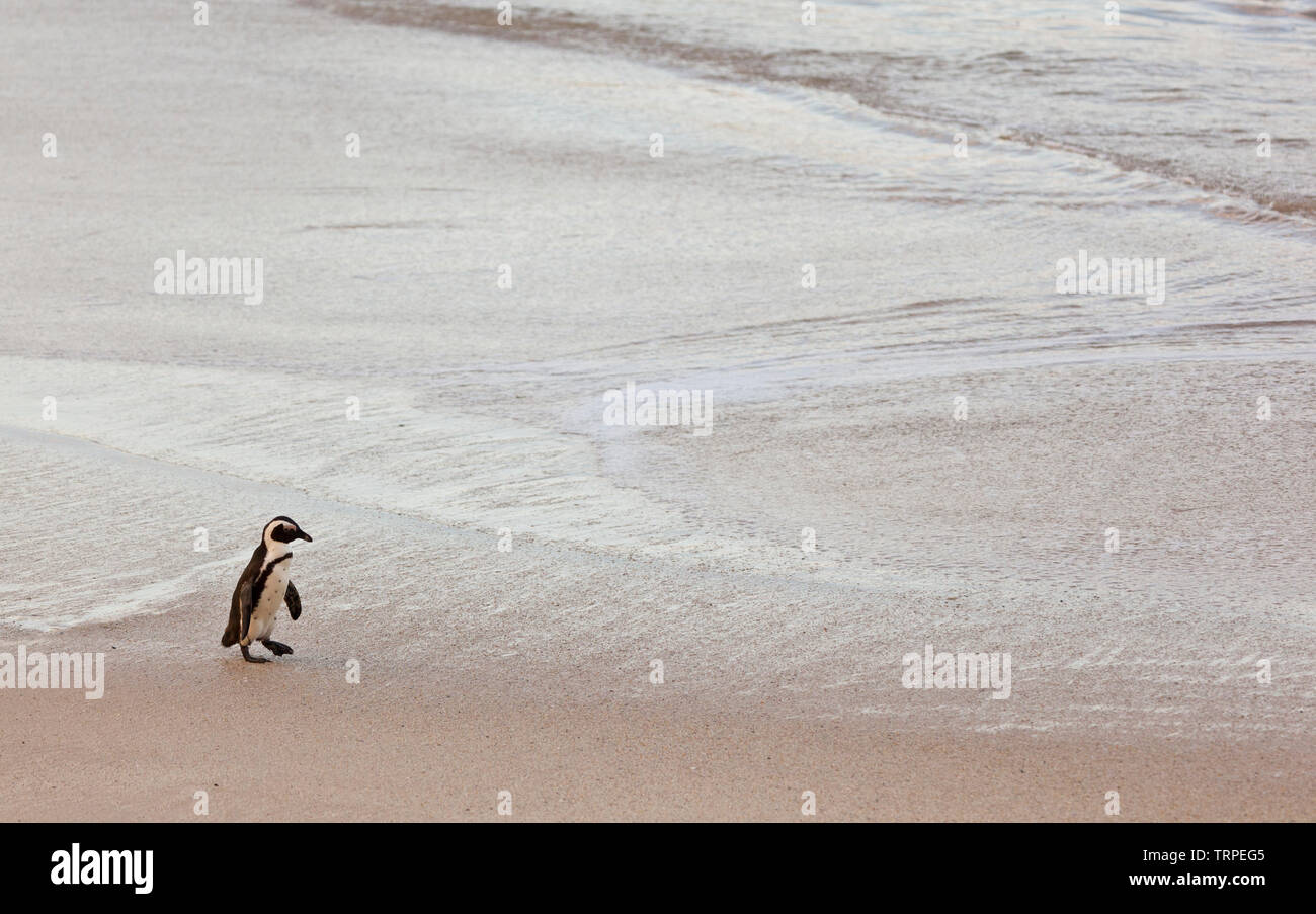 AFRICAN PENGUIN-PINGÜINO DEL CABO (Spheniscus demersus), Boulders Beach ...