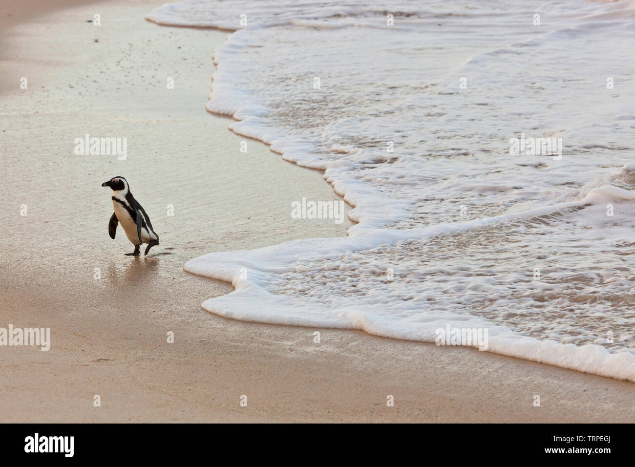AFRICAN PENGUIN-PINGÜINO DEL CABO (Spheniscus demersus), Boulders Beach ...