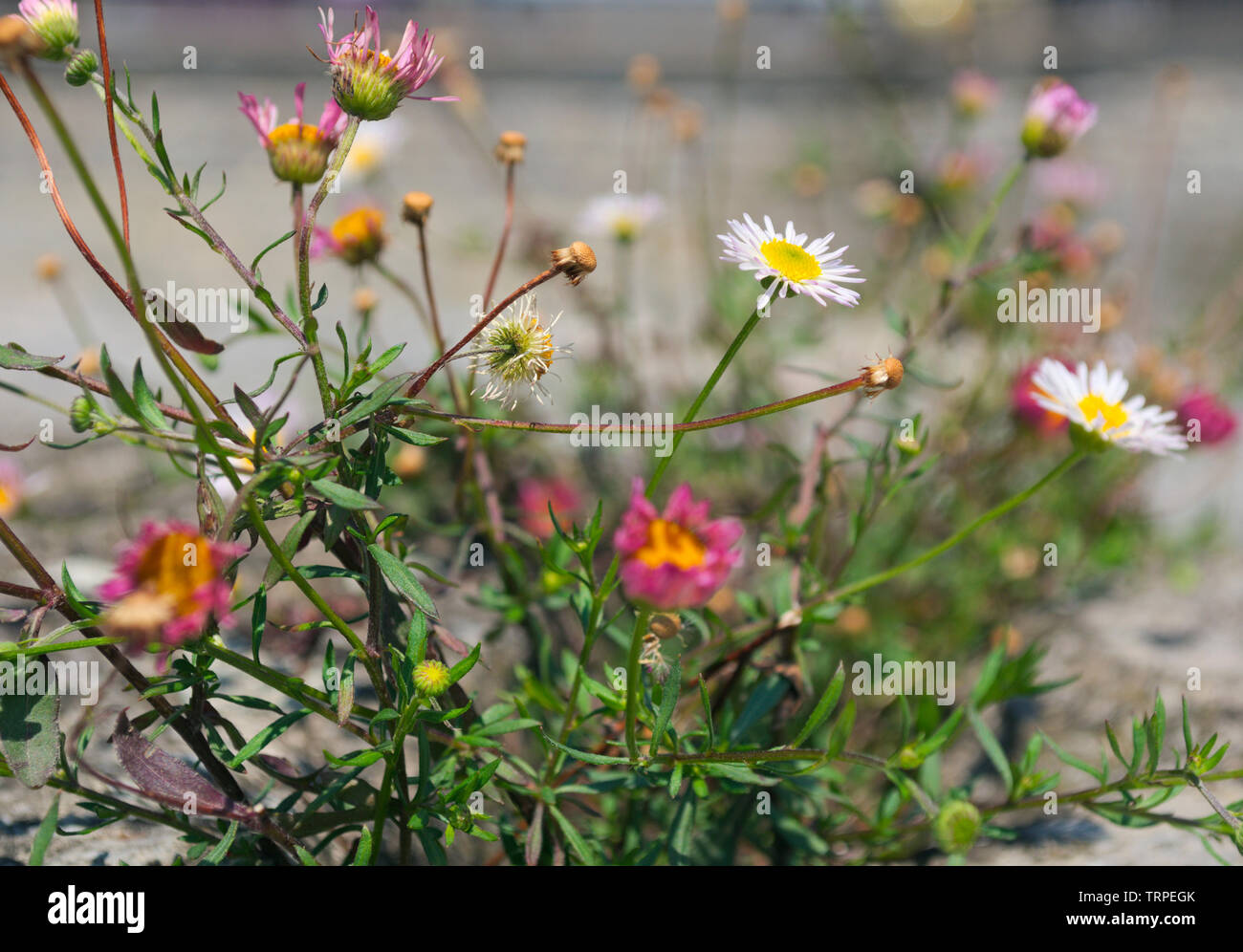 Clump of daisies hi-res stock photography and images - Alamy
