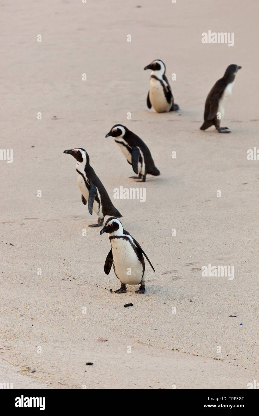 AFRICAN PENGUIN-PINGÜINO DEL CABO (Spheniscus demersus), Boulders Beach ...