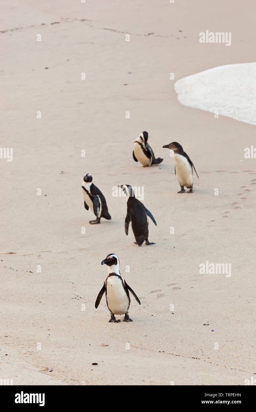 AFRICAN PENGUIN-PINGÜINO DEL CABO (Spheniscus demersus), Boulders Beach ...