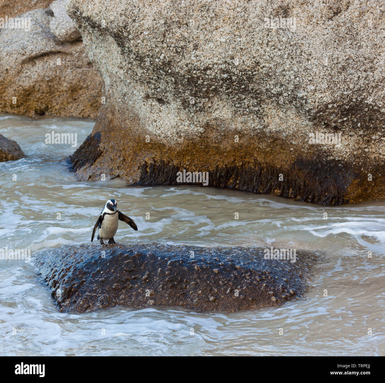 AFRICAN PENGUIN-PINGÜINO DEL CABO (Spheniscus demersus), Boulders Beach ...