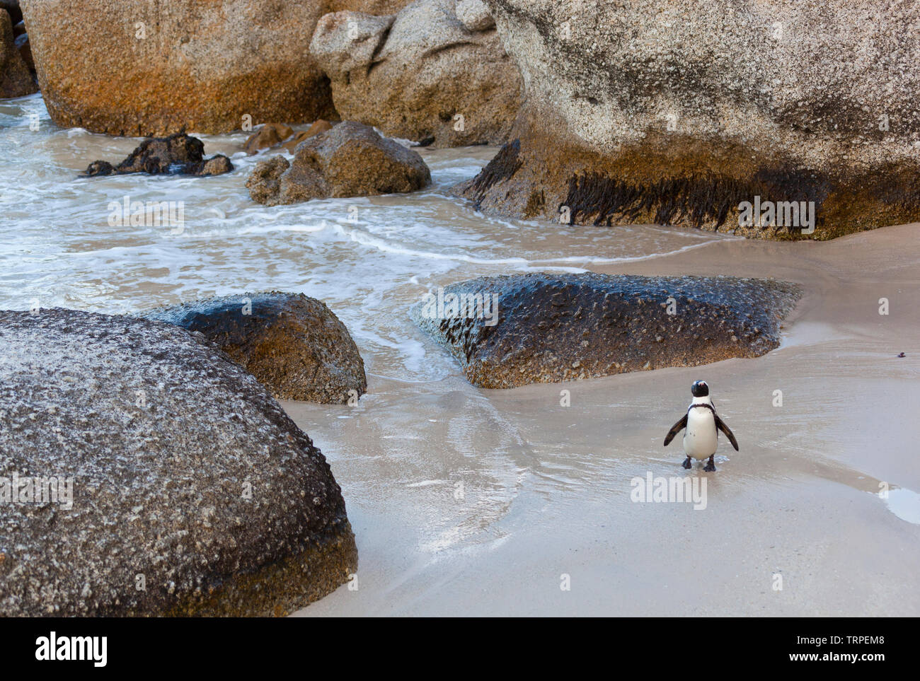 AFRICAN PENGUIN-PINGÜINO DEL CABO (Spheniscus demersus), Boulders Beach ...