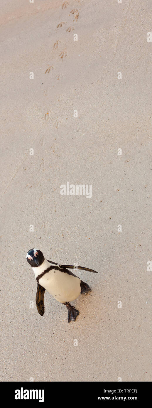 AFRICAN PENGUIN-PINGÜINO DEL CABO (Spheniscus demersus), Boulders Beach ...