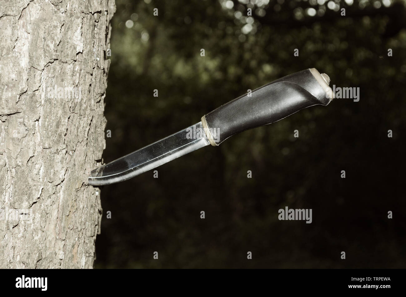 Hunting Knife stuck in the tree trunk Stock Photo - Alamy