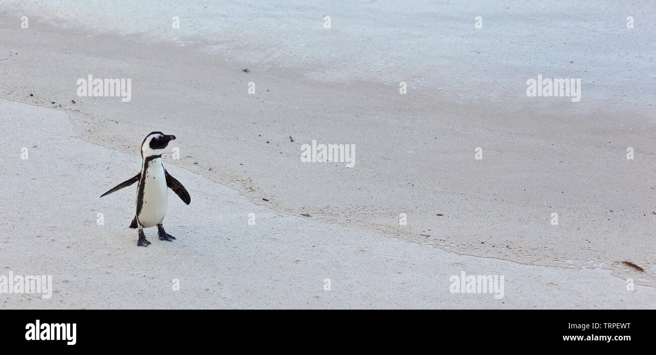 AFRICAN PENGUIN-PINGÜINO DEL CABO (Spheniscus demersus), Boulders Beach ...