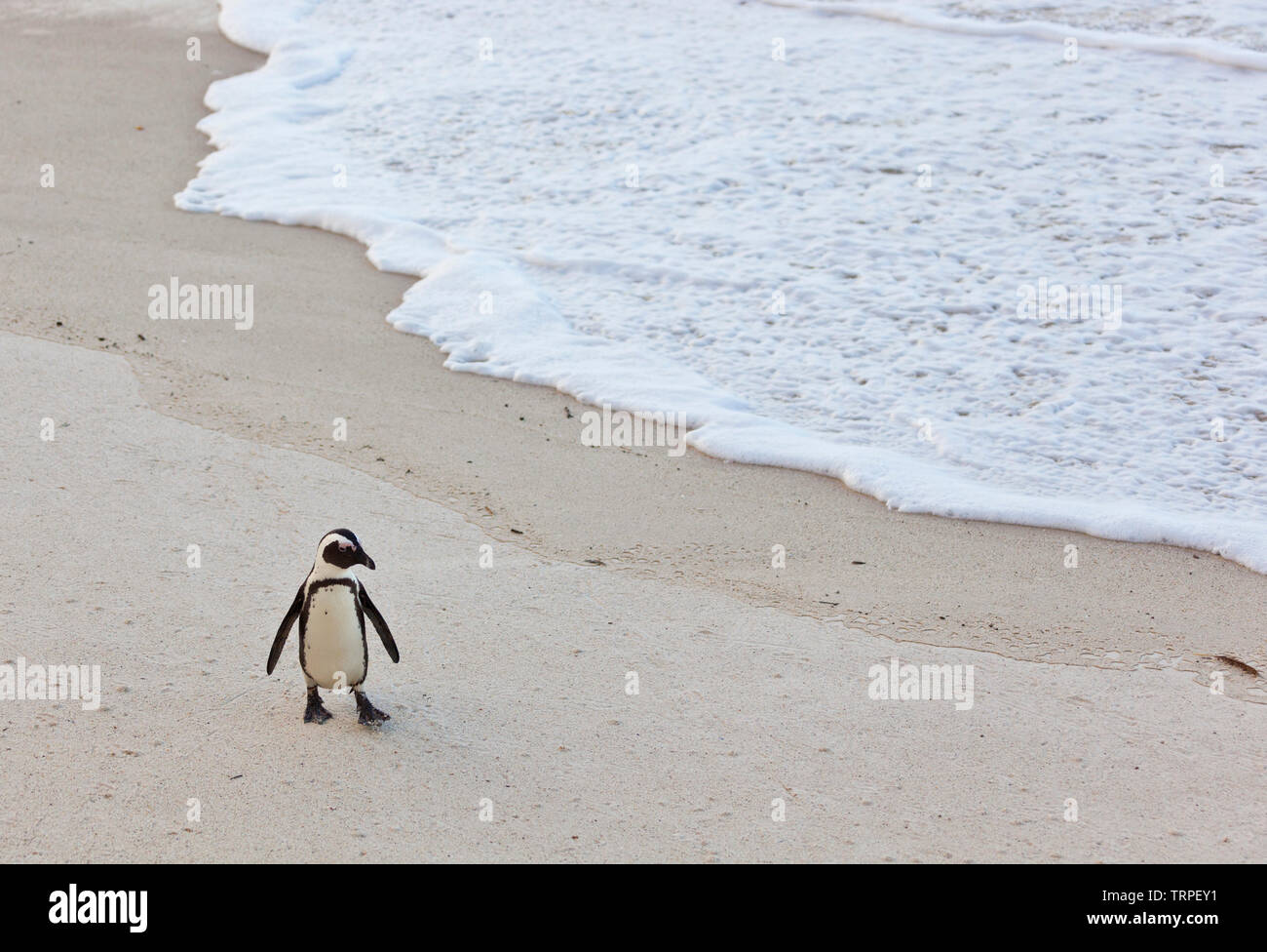 AFRICAN PENGUIN-PINGÜINO DEL CABO (Spheniscus demersus), Boulders Beach ...