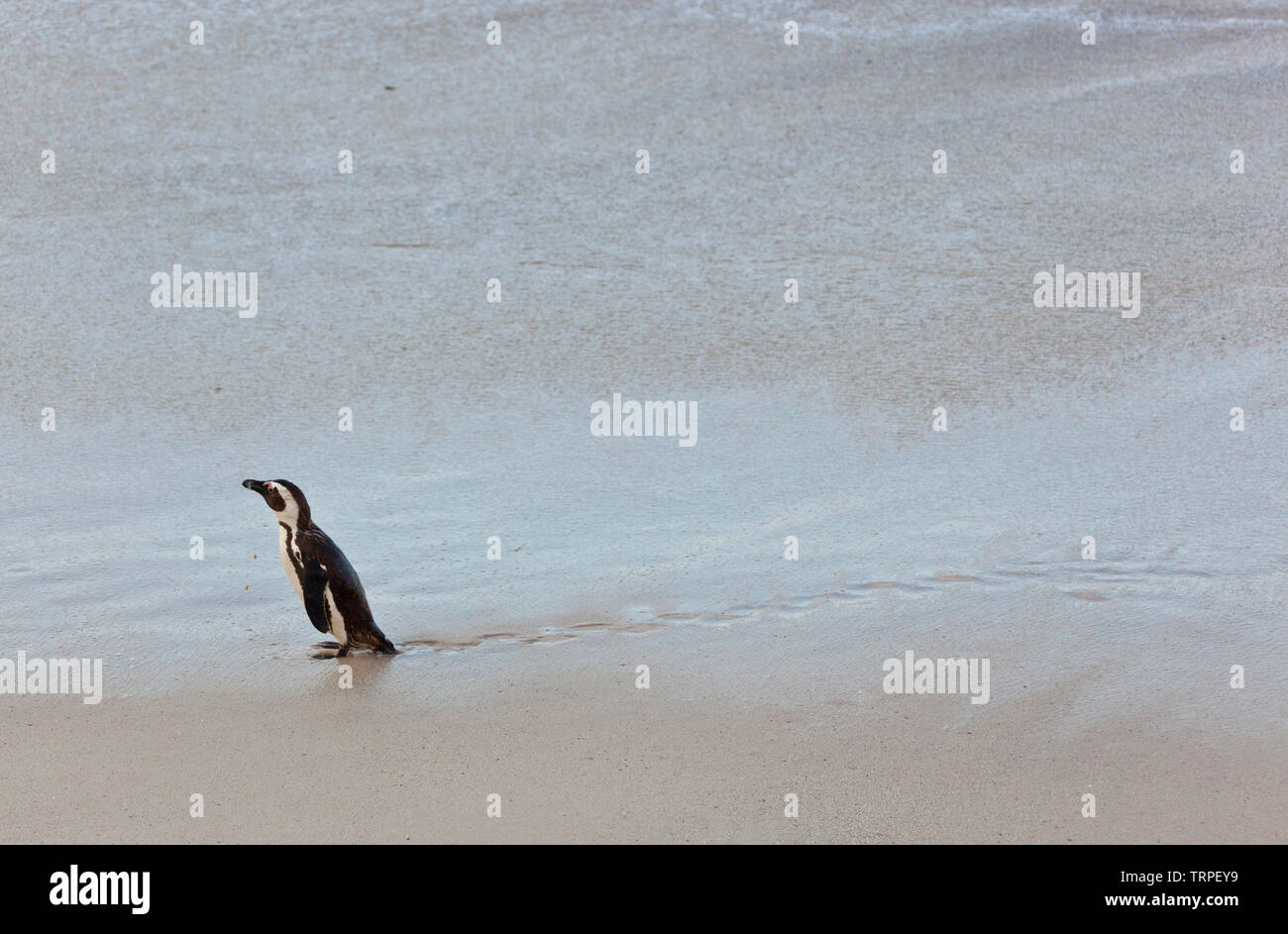 AFRICAN PENGUIN-PINGÜINO DEL CABO (Spheniscus demersus), Boulders Beach ...