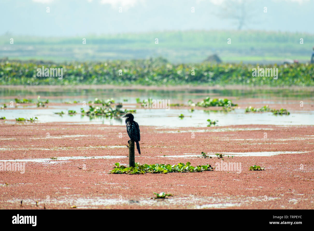 Dove species of india hi-res stock photography and images - Alamy
