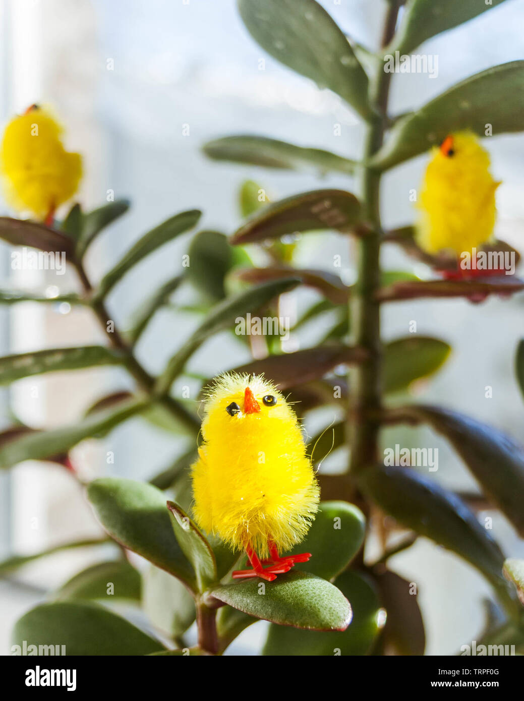 Chicken plant hi-res stock photography and images - Alamy