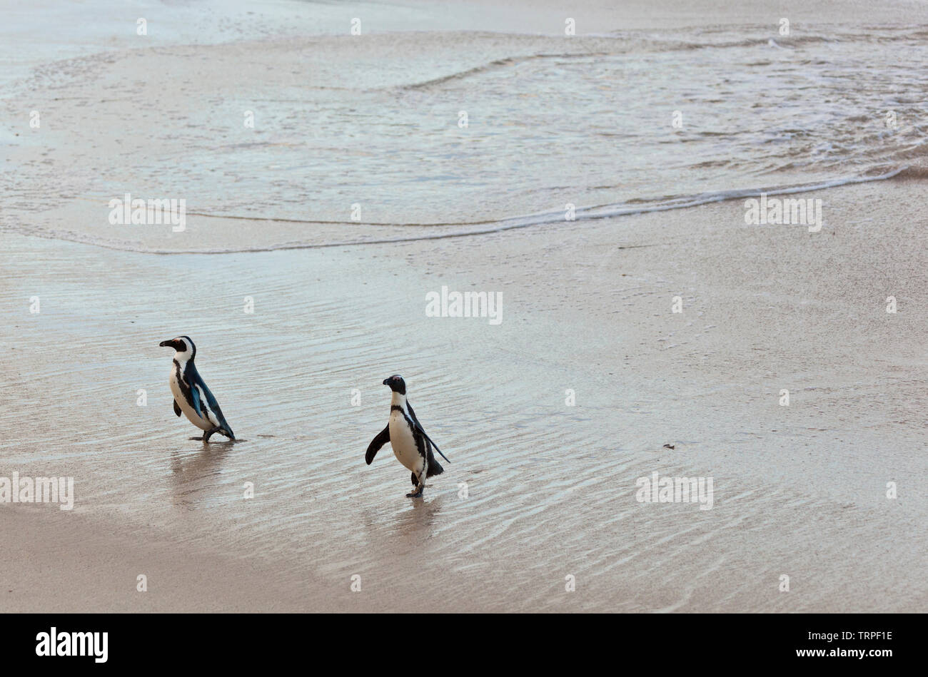 AFRICAN PENGUIN-PINGÜINO DEL CABO (Spheniscus demersus), Boulders Beach ...