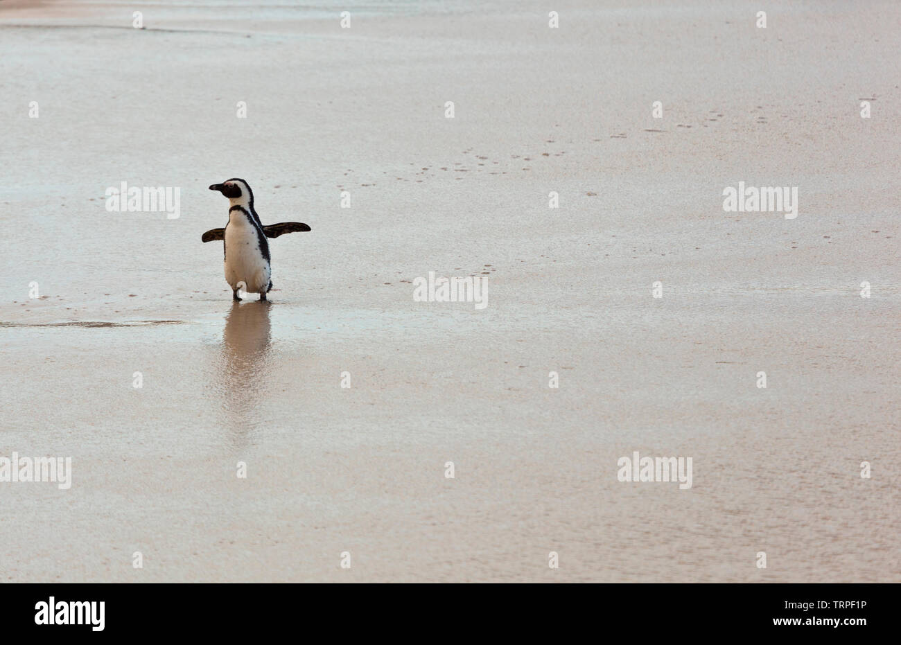 AFRICAN PENGUIN-PINGÜINO DEL CABO (Spheniscus demersus), Boulders Beach ...