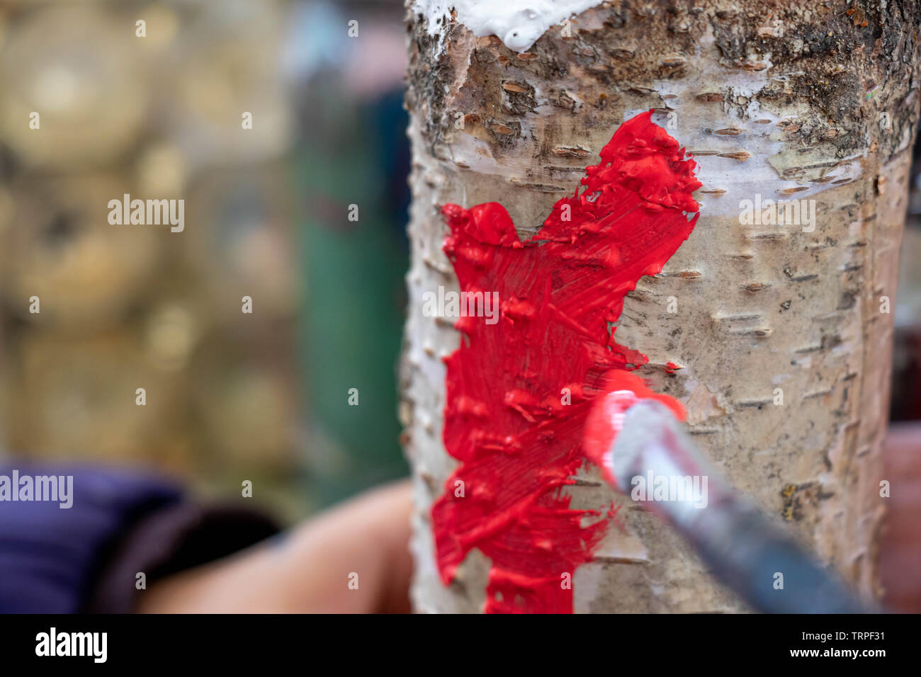 painting red color on birch wood slice Stock Photo - Alamy