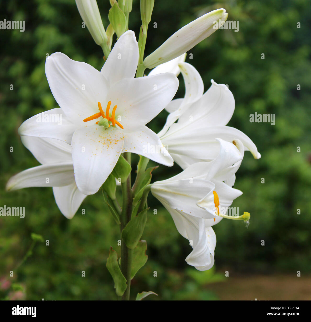 Lilium candidum flower hi-res stock photography and images - Alamy