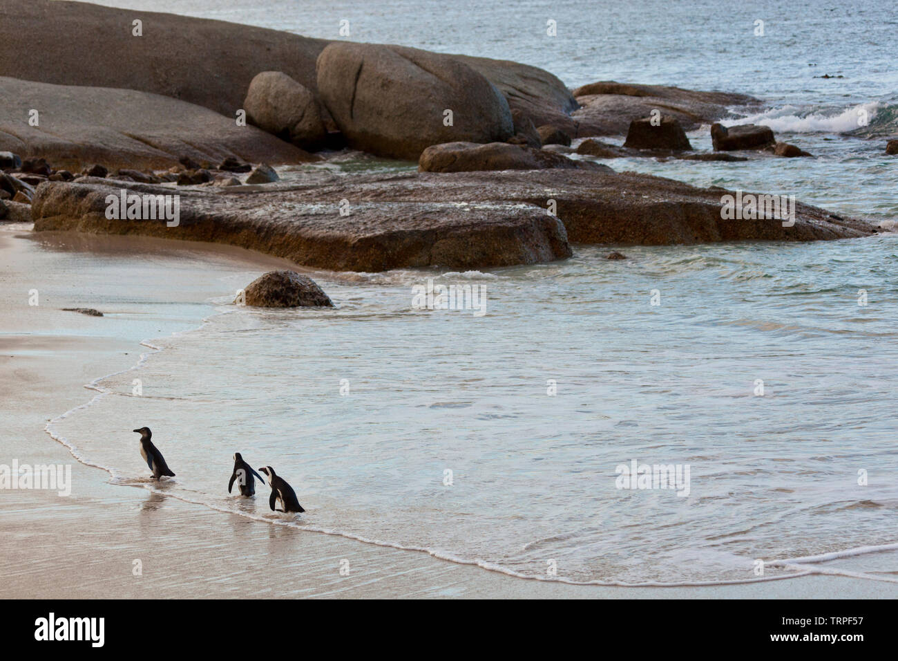 AFRICAN PENGUIN-PINGÜINO DEL CABO (Spheniscus demersus), Boulders Beach ...