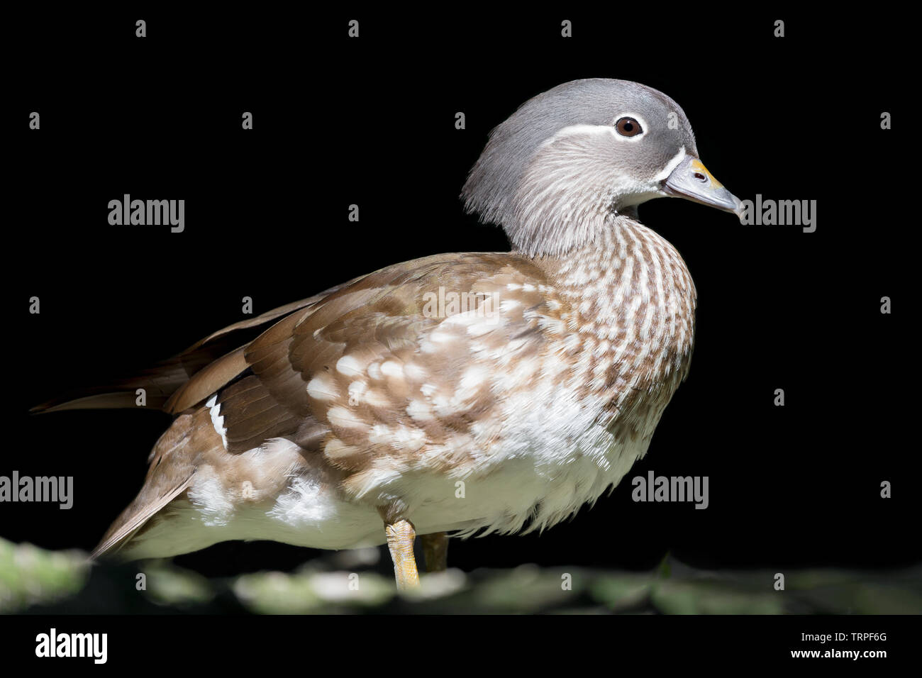 Mandarin duck nest hi-res stock photography and images - Alamy