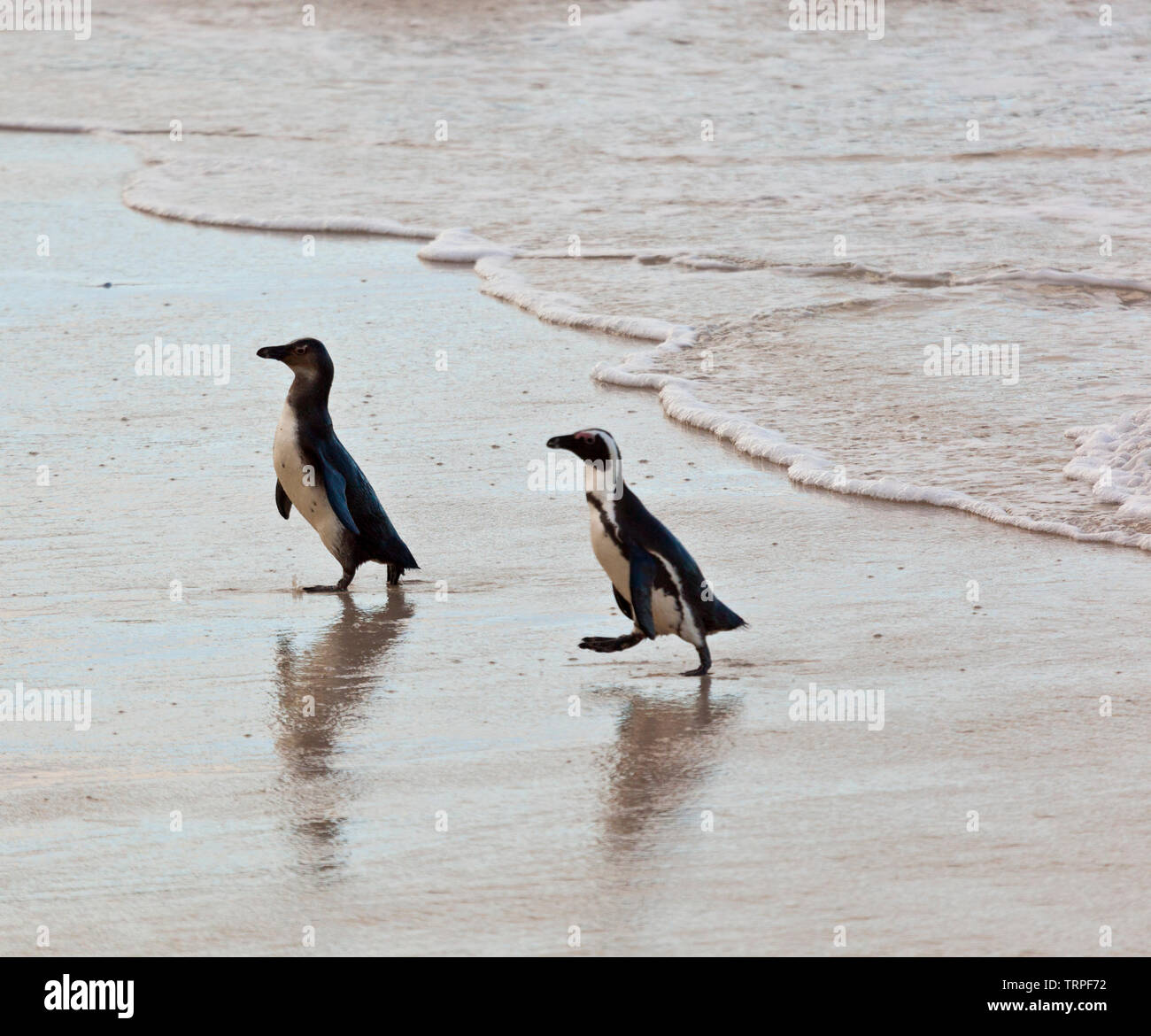 AFRICAN PENGUIN-PINGÜINO DEL CABO (Spheniscus demersus), Boulders Beach ...
