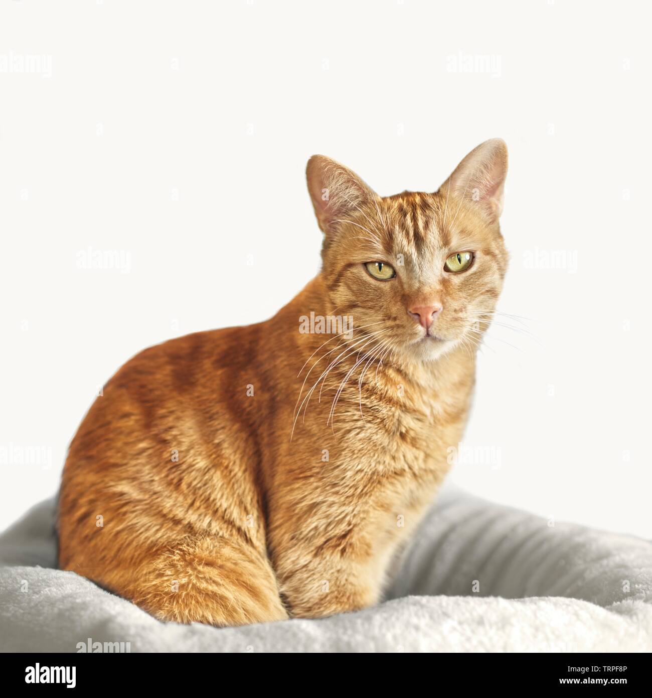 Cute ginger cat looking curious to the camera Stock Photo - Alamy