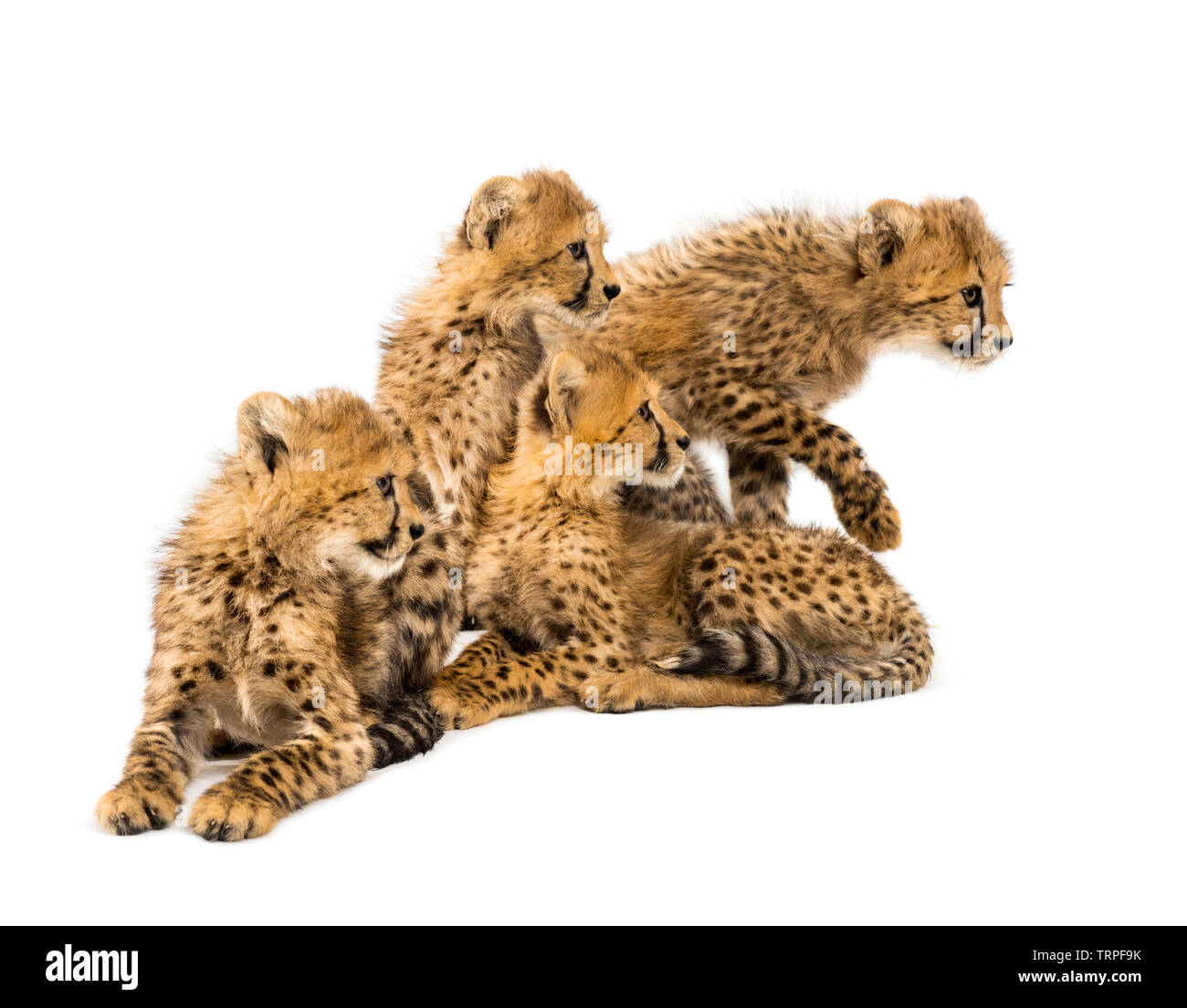 Cheetah family group Cut Out Stock Images & Pictures - Alamy