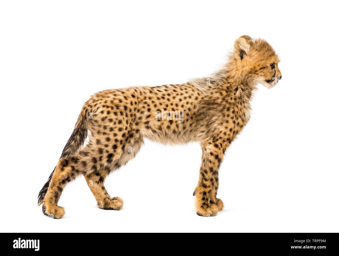 Side view of three months old cheetah cub standing, isolated on white ...