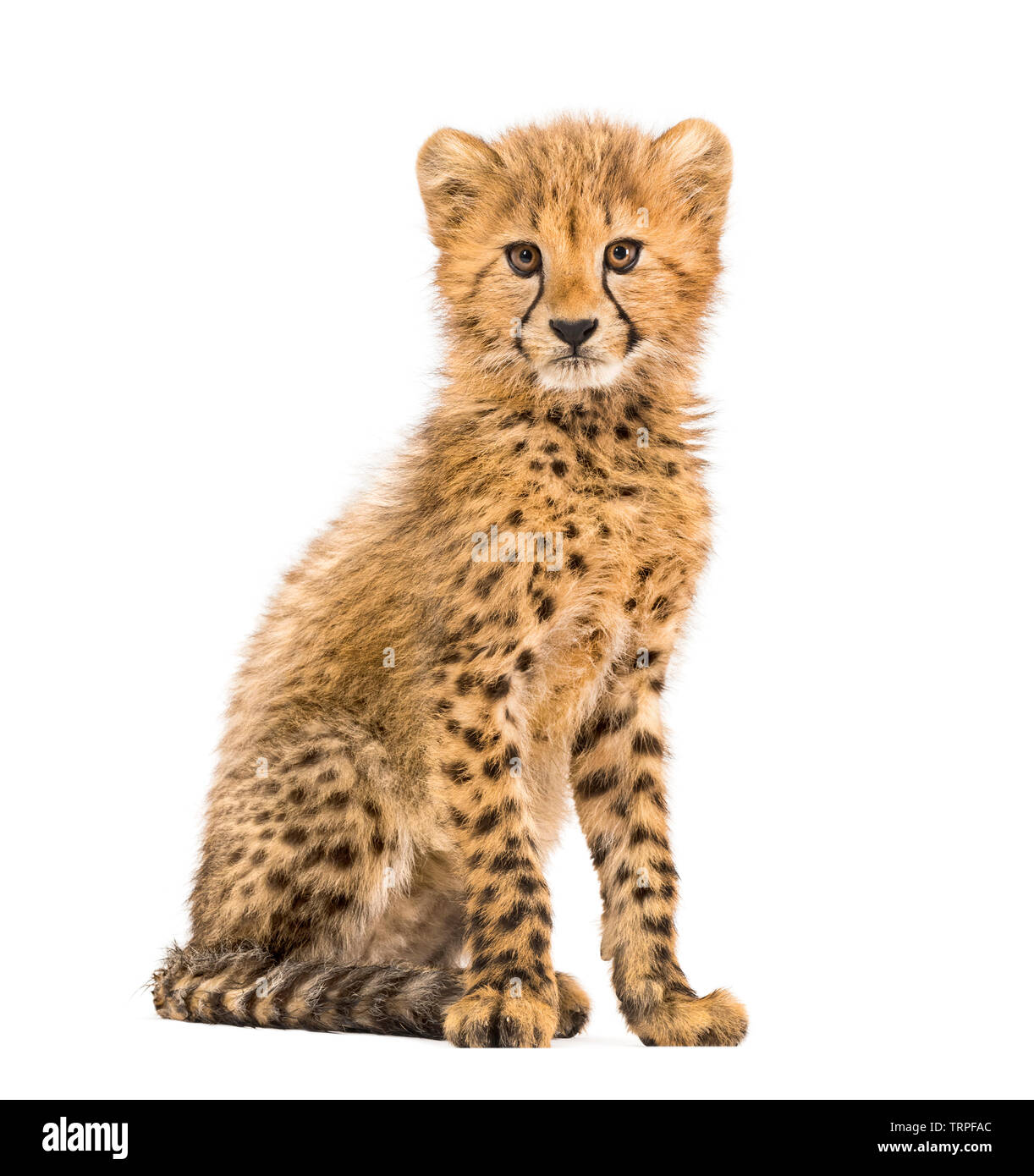 Cheetah cub on white hi-res stock photography and images - Alamy