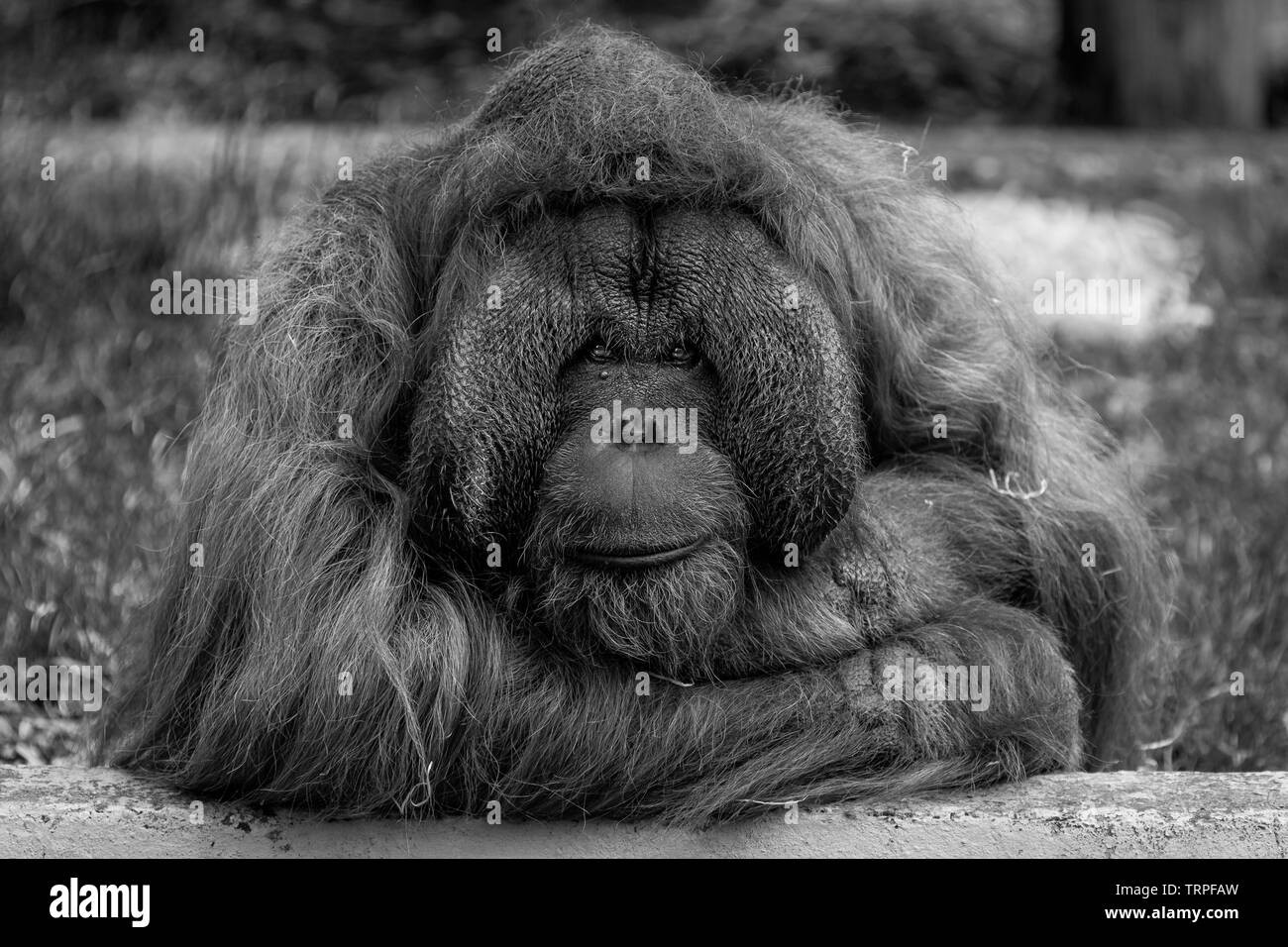 Orangutan Black and White Stock Photos & Images - Alamy