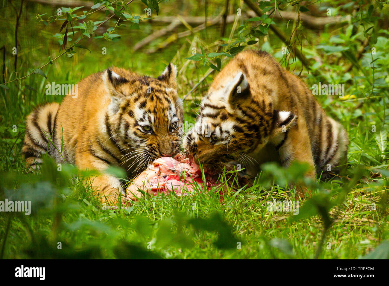 Tiger cub eating hi-res stock photography and images - Alamy