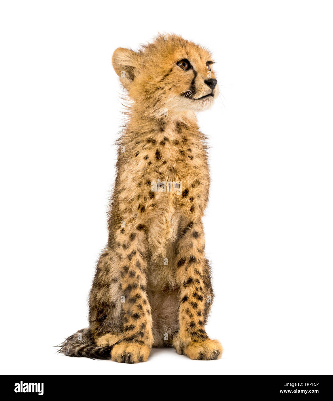 Cheetah Body Sitting