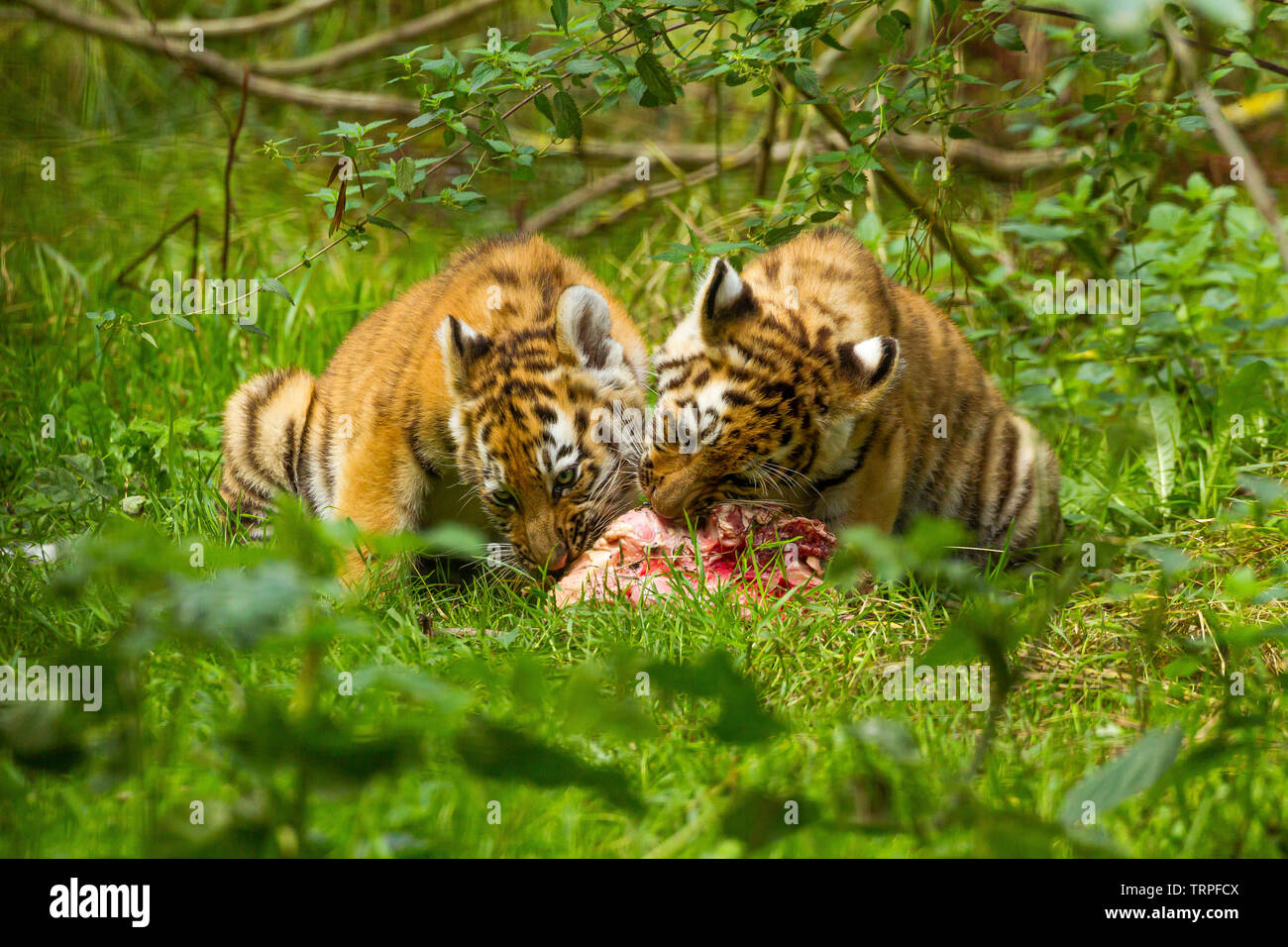 Tiger cub eating hi-res stock photography and images - Alamy