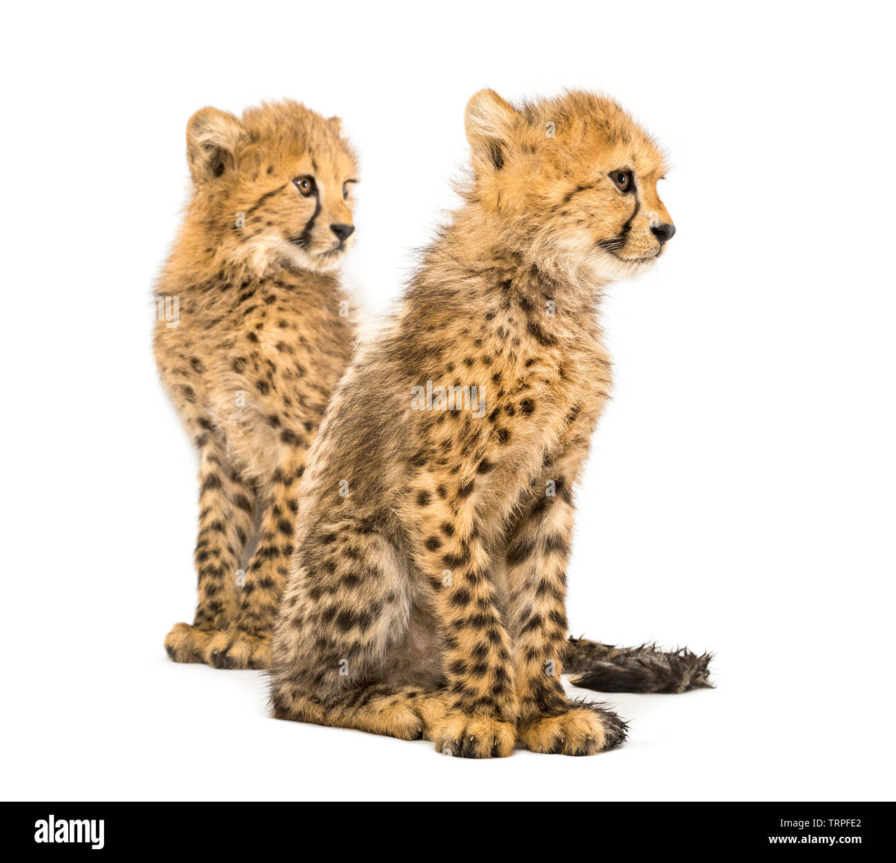Couple of three months old cheetah cubs, isolated on white Stock Photo ...