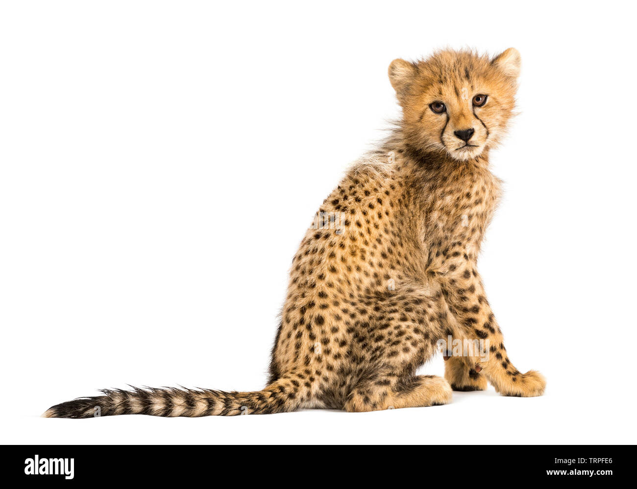 Back view of a three months old cheetah cub sitting, isolated on white ...