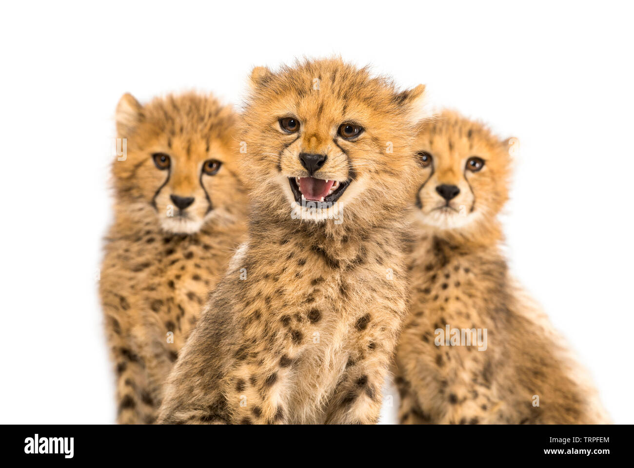 Cheetah cub mouth open hi-res stock photography and images - Alamy