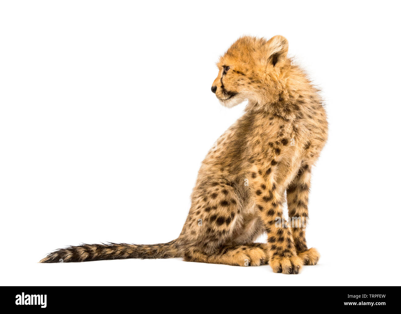 three months old cheetah cub looking back, sitting, isolated on white ...
