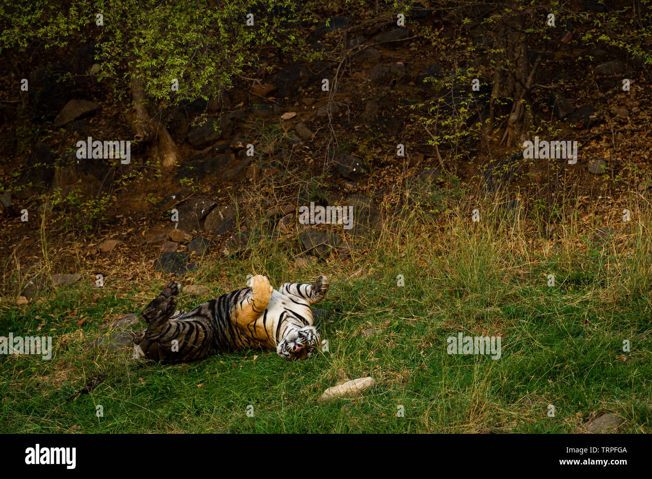A Royal Bengal Male Tiger With Different Yoga Postures And Expressions On A Green Grass At