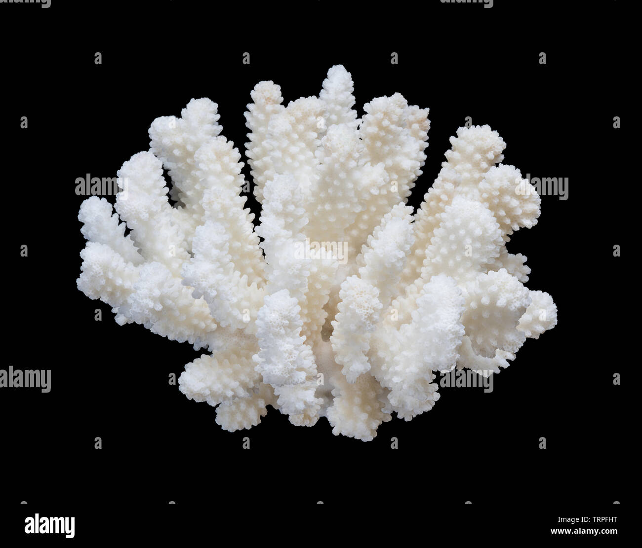 Beautiful white sea coral isolated on a black background Stock Photo ...
