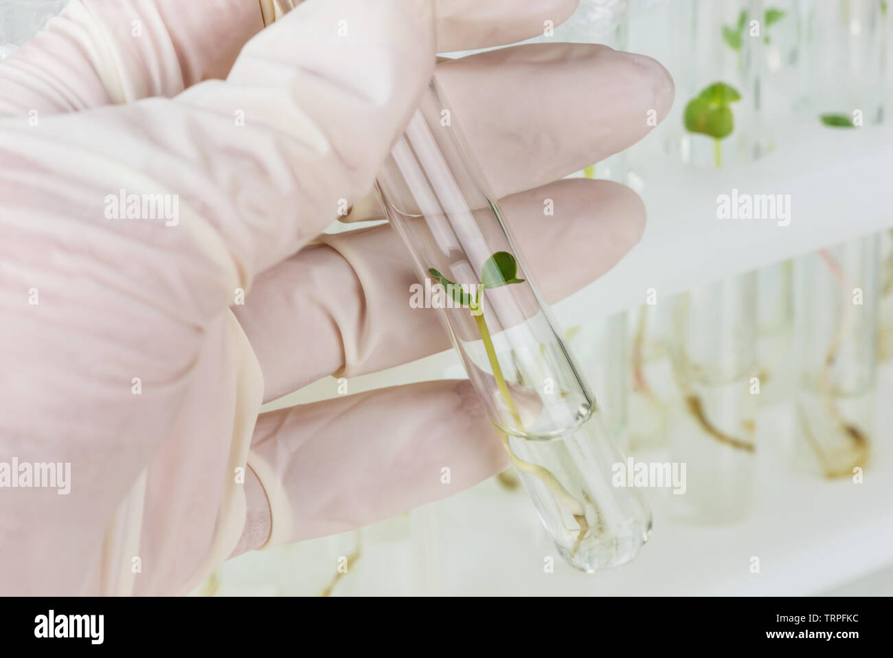 Hand in rubber glove holding a test-tube with cloned plant closeup in ...